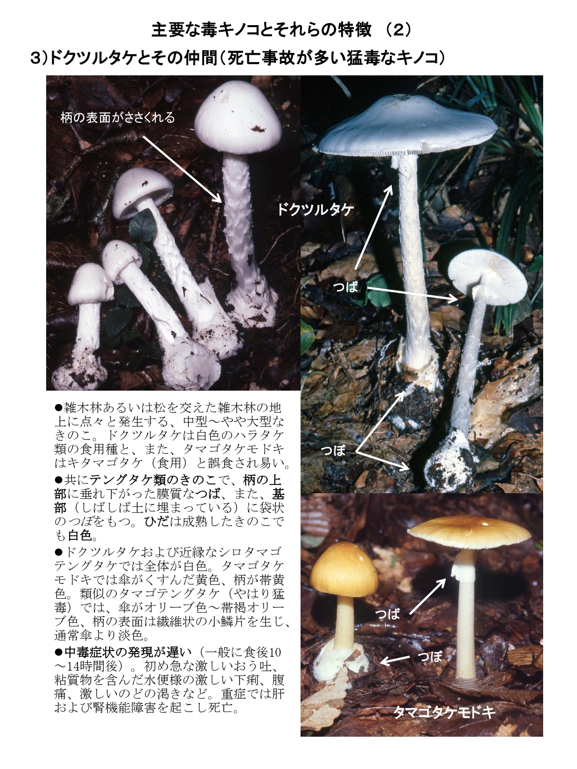 毒きのこによる食中毒にご注意ください💀 一般財団法人日本きのこセンター